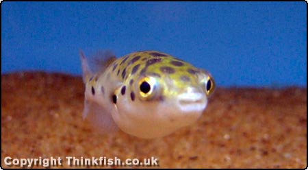 TIFU by "playing" with a puffer fish : r/tifu