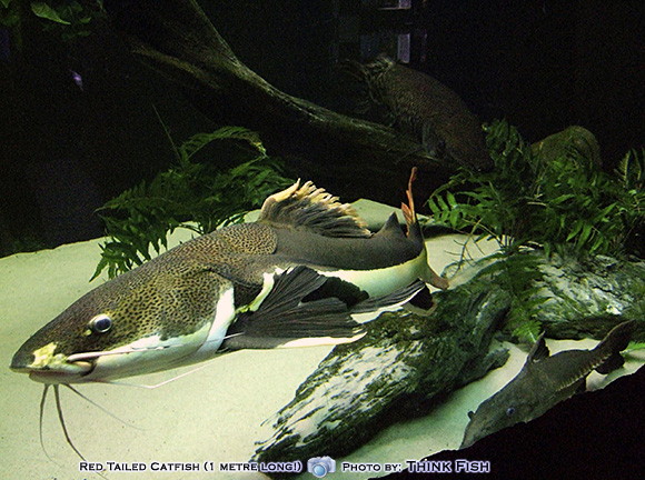 Catfish gallery