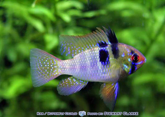 Cichlids gallery