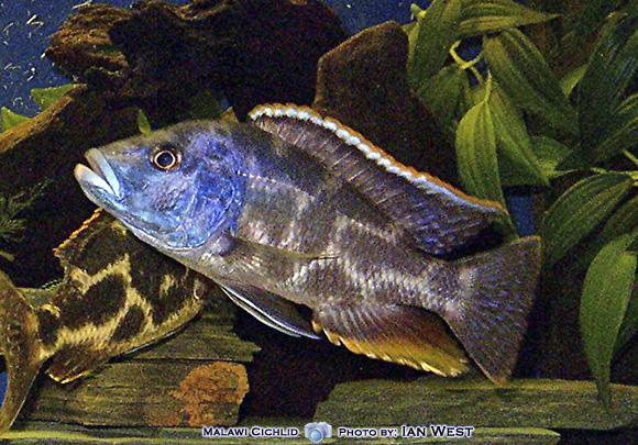 Cichlids gallery