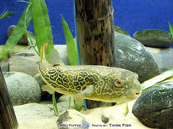 Oddball fish gallery