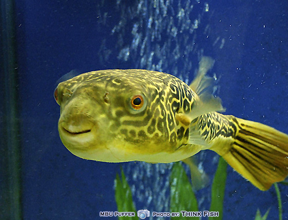 Oddball fish gallery