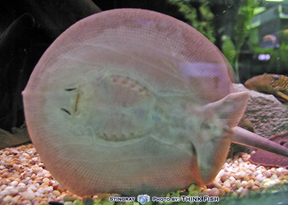 Oddball fish gallery