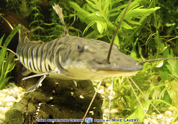 Oddball fish gallery