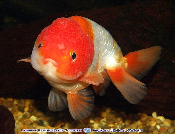 Oddball fish gallery