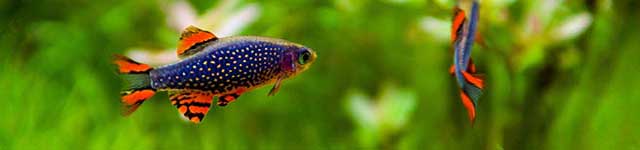 Tropical fish keeping practical care information and advice from Think Fish