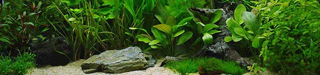 Tropical fish keeping practical care information and advice from Think Fish