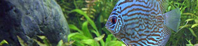 Tropical fish keeping practical care information and advice from Think Fish