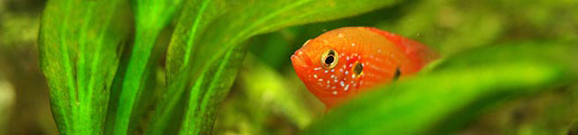 Tropical fish keeping practical care information and advice from Think Fish