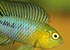 Borelli's Dwarf Cichlid Behaviour Shoaling Habitat Size Water PH ...