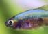 Axelrods Rasbora Behaviour Shoaling Habitat Size Water PH Feeding and ...