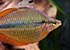 Banded Rainbowfish Behaviour Shoaling Habitat Size Water PH Feeding and ...
