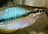 Banded Rainbowfish Behaviour Shoaling Habitat Size Water PH Feeding and ...