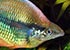 Banded Rainbowfish Behaviour Shoaling Habitat Size Water PH Feeding and ...