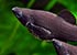 Black Molly Behaviour Shoaling Habitat Size Water PH Feeding and ...