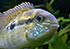 Blue Acara Behaviour Shoaling Habitat Size Water PH Feeding and ...