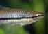 Brilliant Rasbora Behaviour Shoaling Habitat Size Water PH Feeding and ...