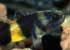 Bumblebee Goby Behaviour Shoaling Habitat Size Water PH Feeding and ...