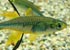 Celebes Rainbow Behaviour Shoaling Habitat Size Water PH Feeding and ...
