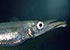 Halfbeak Behaviour Shoaling Habitat Size Water PH Feeding and Tankmates ...