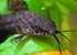 Spotted Hoplo Behaviour Shoaling Habitat Size Water PH Feeding and ...