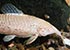 Spotted Hoplo Behaviour Shoaling Habitat Size Water PH Feeding and ...