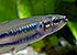 Madagascan Rainbowfish Behaviour Shoaling Habitat Size Water PH Feeding ...