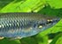Madagascan Rainbowfish Behaviour Shoaling Habitat Size Water PH Feeding ...