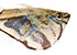 Marbled Hatchetfish Behaviour Shoaling Habitat Size Water PH Feeding ...