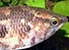 Climbing Perch / Bush Fish Behaviour Shoaling Habitat Size Water PH ...