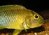 Panda Dwarf Cichlid Behaviour Shoaling Habitat Size Water PH Feeding ...