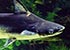 Pangassius Behaviour Shoaling Habitat Size Water PH Feeding and ...