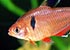 Serpae Tetra Behaviour Shoaling Habitat Size Water PH Feeding and ...