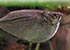 Silver Hatchetfish Behaviour Shoaling Habitat Size Water PH Feeding and ...