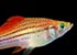 Swordtail (female) Behaviour Shoaling Habitat Size Water PH Feeding and ...
