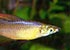 Threadfin Rainbowfish Behaviour Shoaling Habitat Size Water PH Feeding ...
