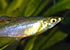 Threadfin Rainbowfish Behaviour Shoaling Habitat Size Water PH Feeding ...