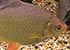Tinfoil Barb Behaviour Shoaling Habitat Size Water PH Feeding and ...
